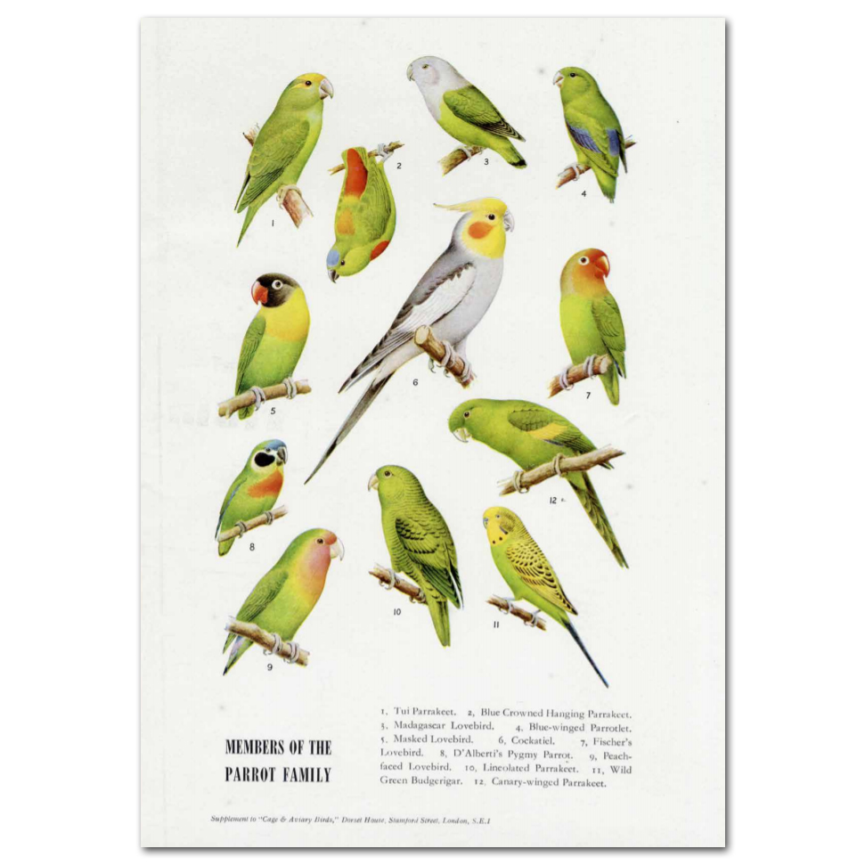 Art Print #47 - Members of the Parrot Family | Kelsey Media