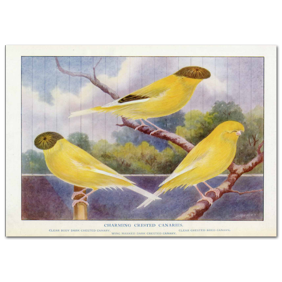 Art Print #54 - Charming Crested Canaries | Kelsey Media