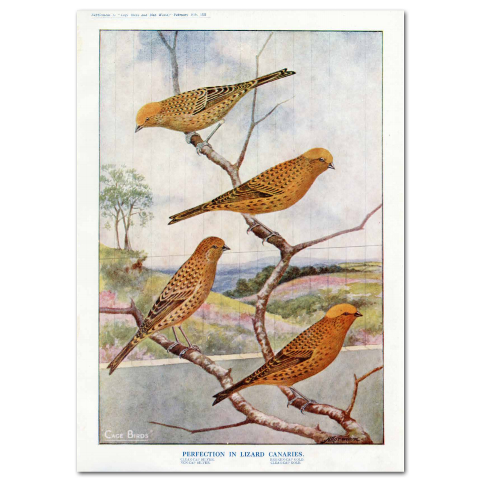 Art Print #55 - Perfection in Lizard Canaries | Kelsey Media