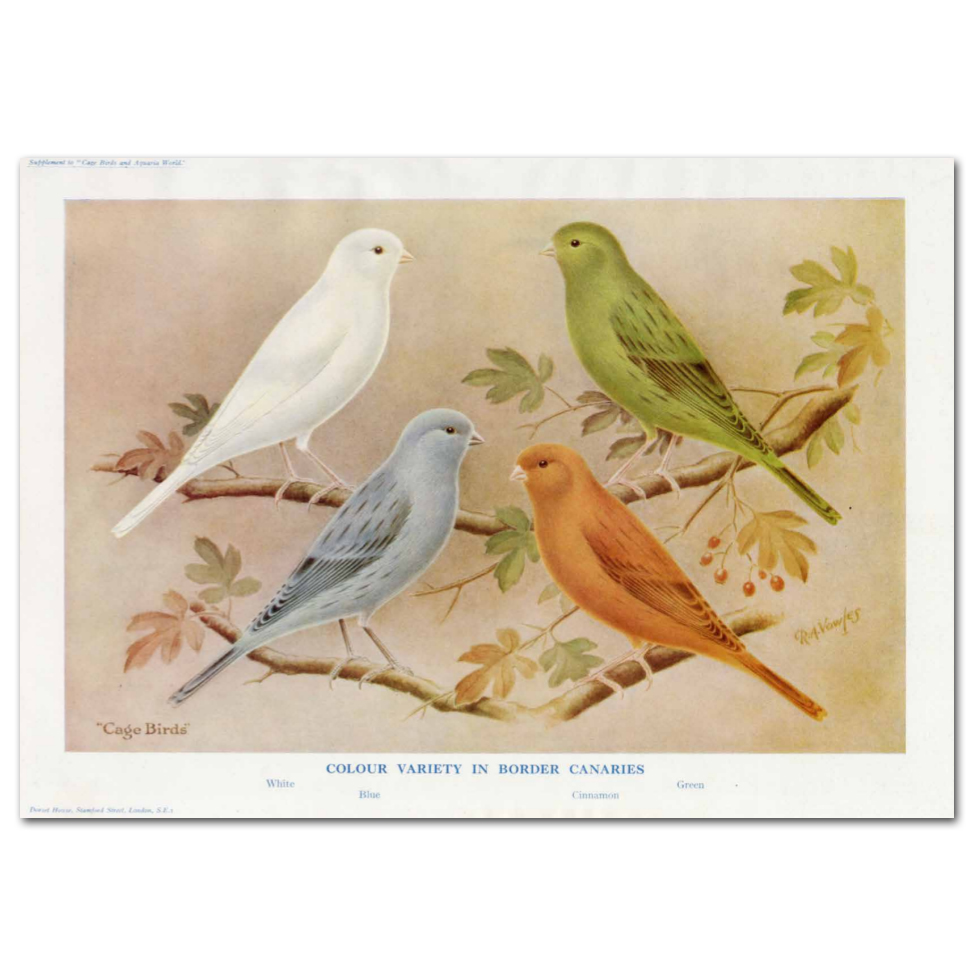 Art Print #70 - Colour Variety in Border Canaries | Kelsey Media